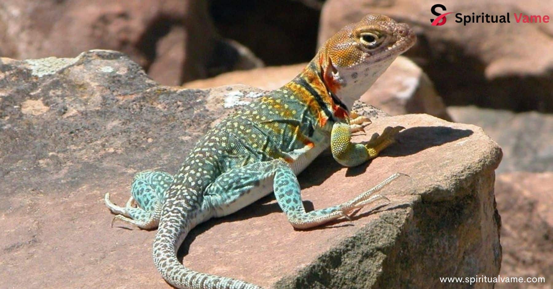 10+ Amazing Spiritual Meanings of a Gecko - Spiritual Vame