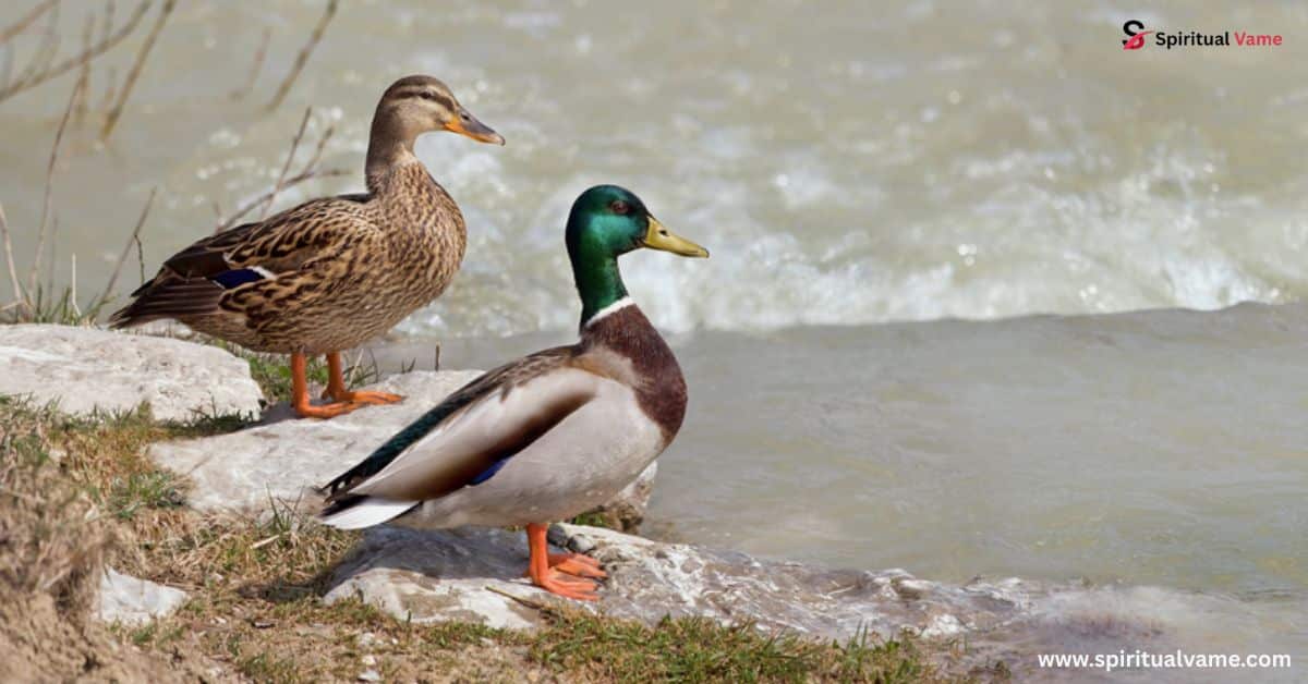 Duck Symbolism & Meaning - Spiritual Vame